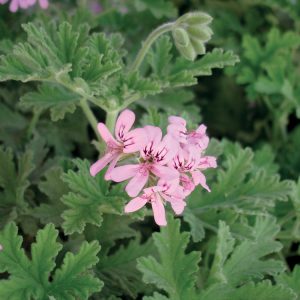 Geranium Rose/ Pelargonium Roseum 10 ml – Cosmeticabestellen.nl